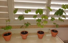 Samanea Saman from Seeds | Bonsai Nut