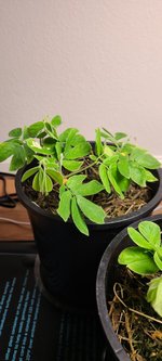 Albizia saman (Samanea Saman) | Bonsai Nut