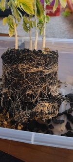 Albizia saman (Samanea Saman) | Bonsai Nut