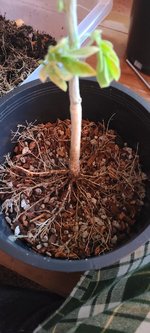 Albizia saman (Samanea Saman) | Bonsai Nut