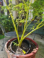 Air layering Japanese Maple | Bonsai Nut