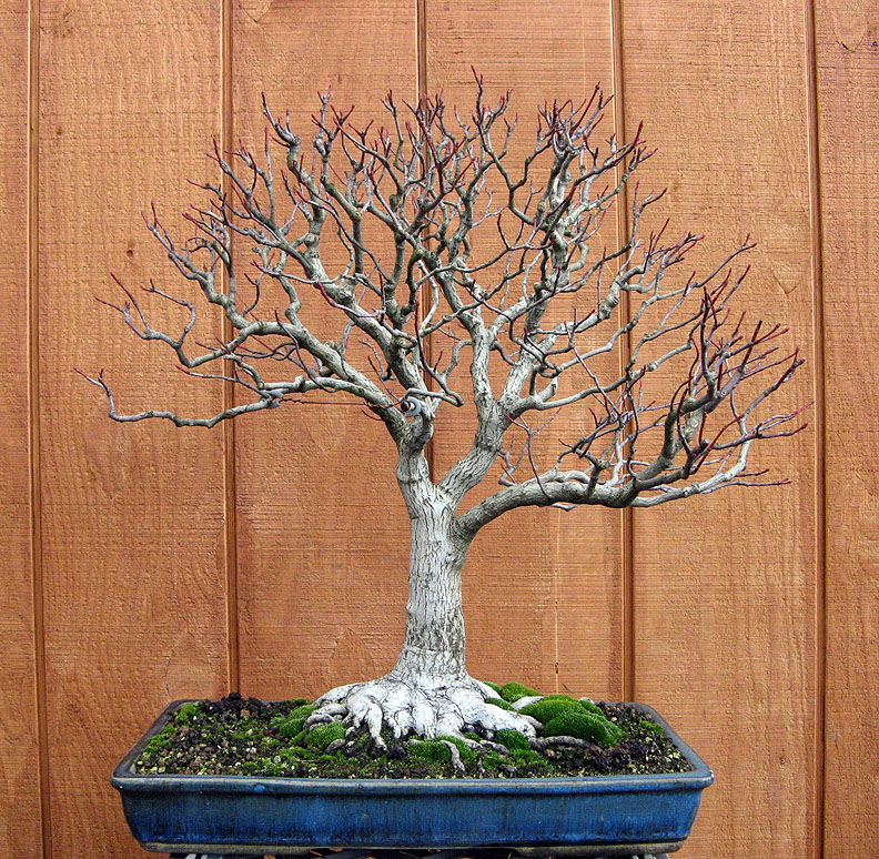 New to bonsai- looking for any recommendations for good North American ...